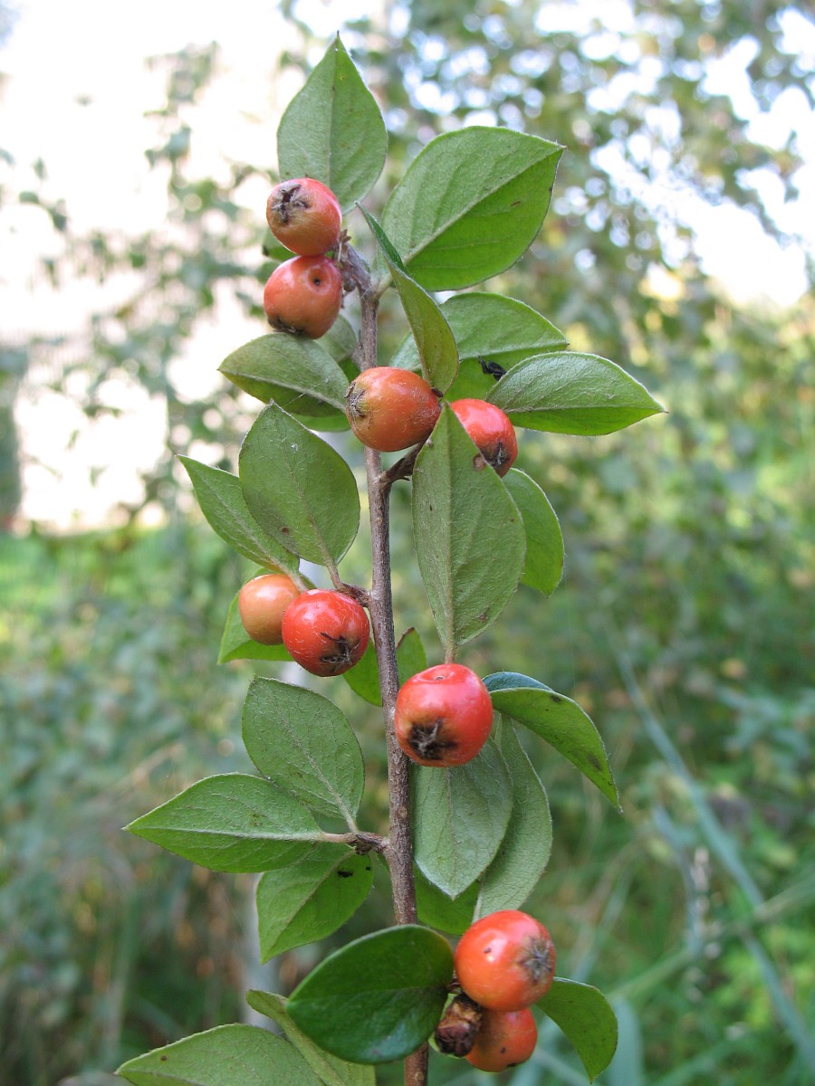 Cotoneaster simonsii